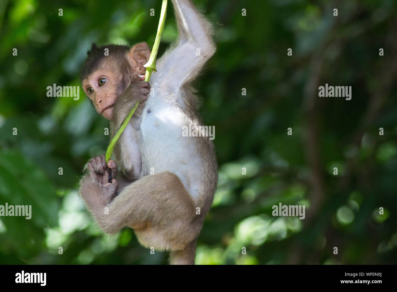 Monkey Hanging From Tree High Resolution Stock Photography and Images ...
