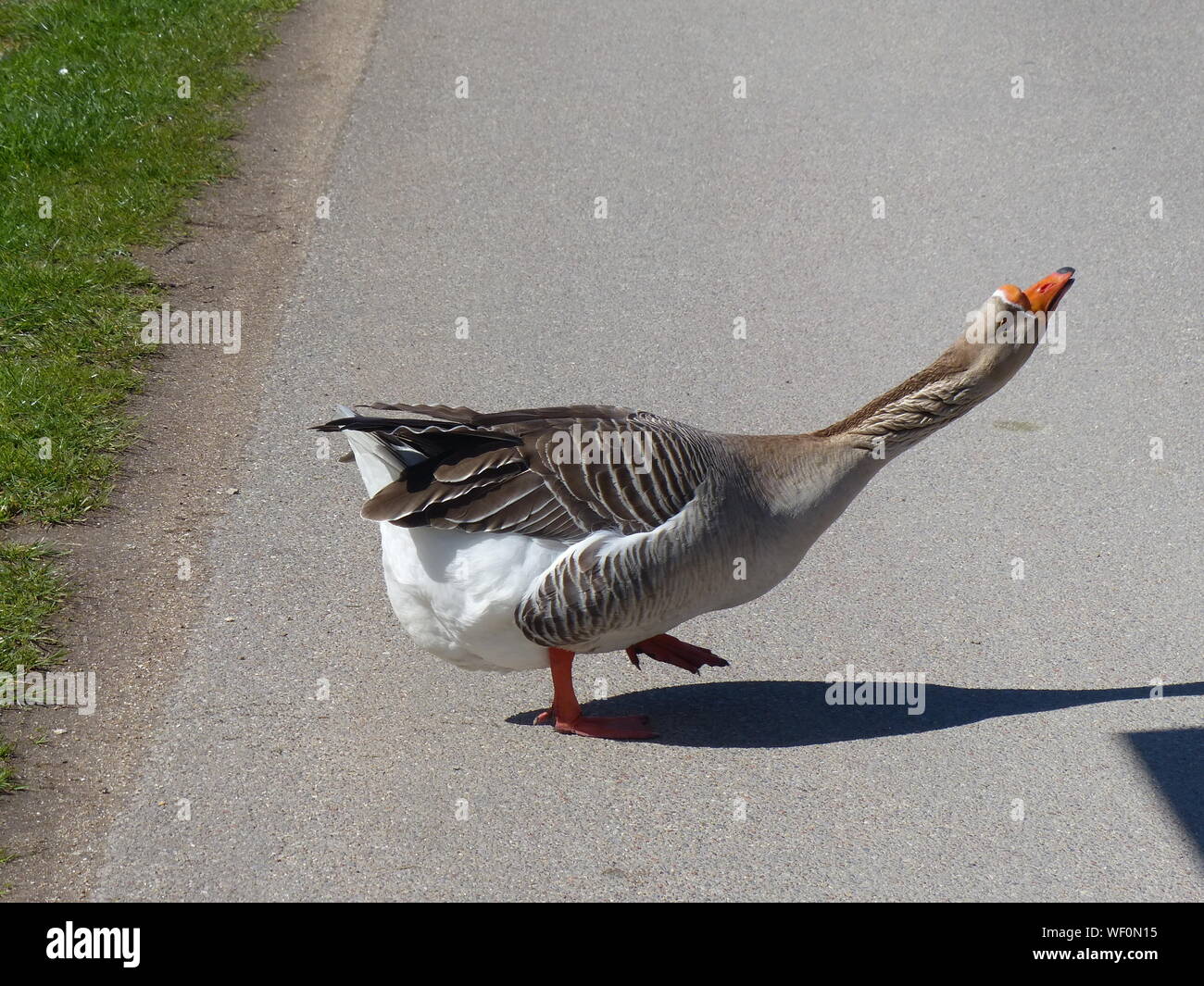 Goose in shadow hi-res stock photography and images - Alamy