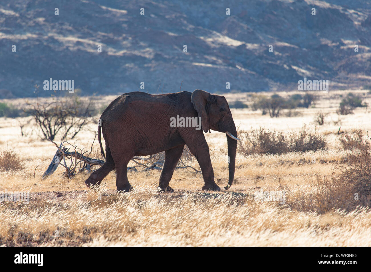 Solo Desert Elephant Stock Photo - Alamy
