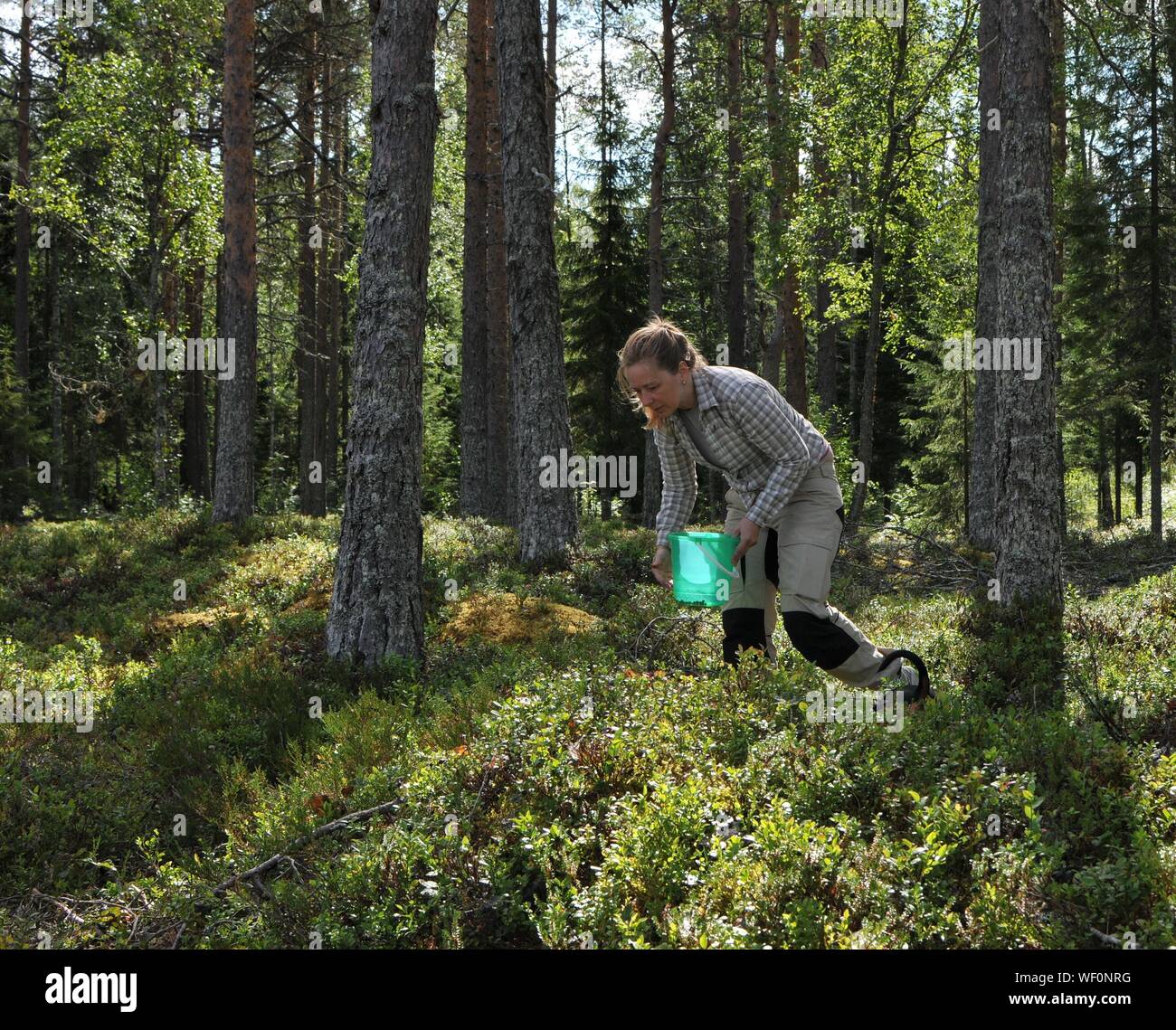 Bucket of berries hi-res stock photography and images - Alamy
