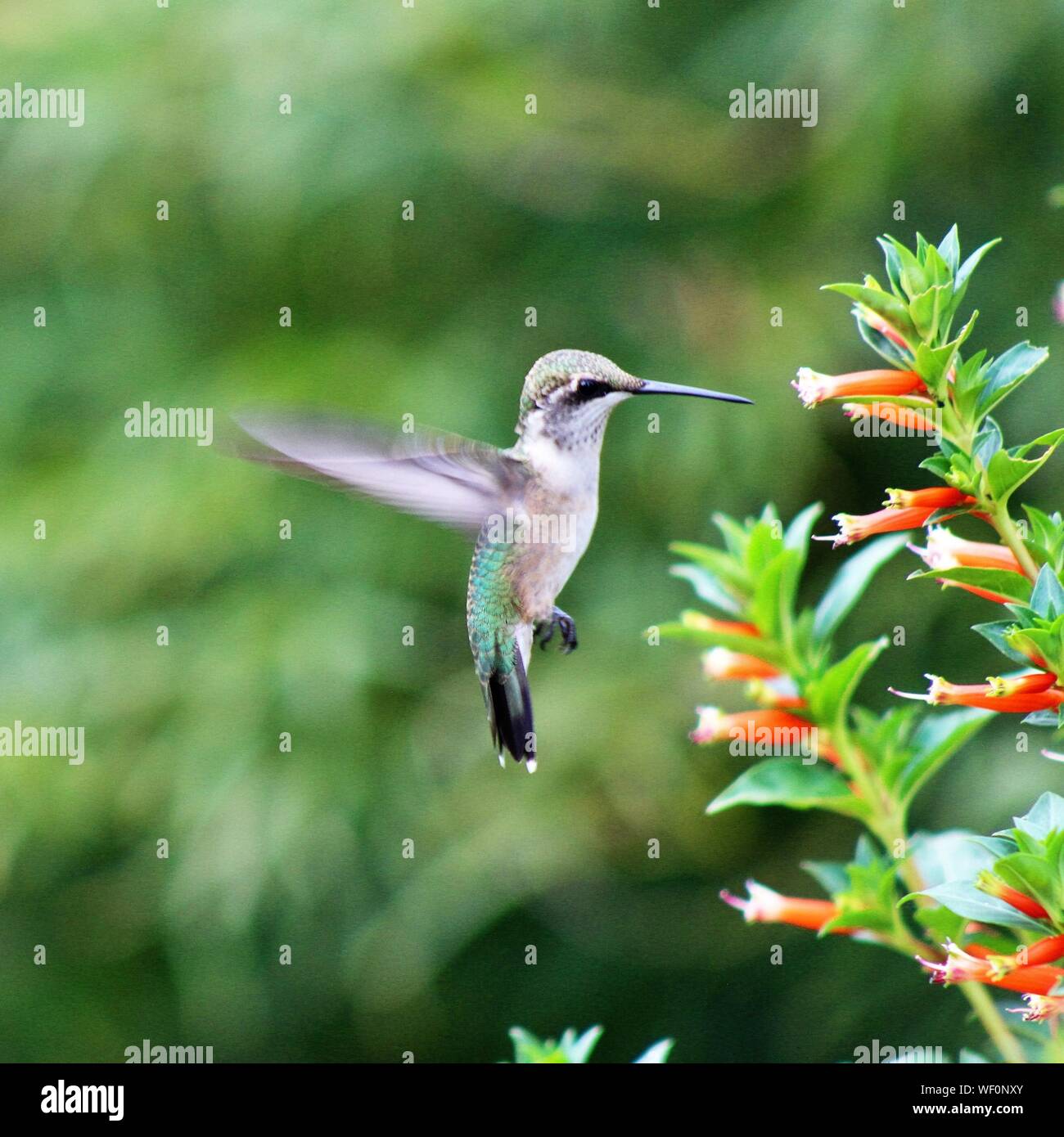 Flying plant hi-res stock photography and images - Alamy