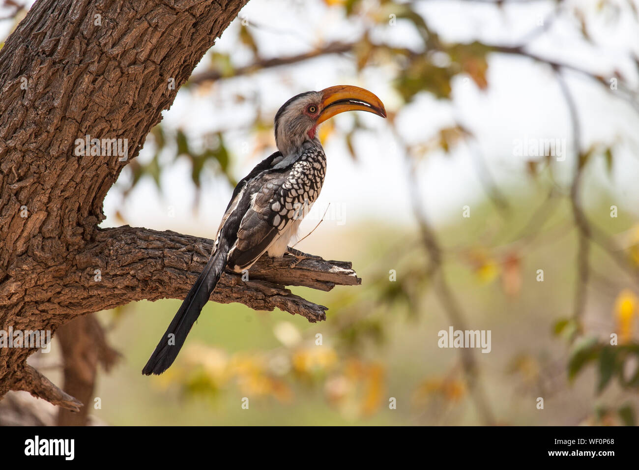 Toucan on a tree limb Stock Photo - Alamy