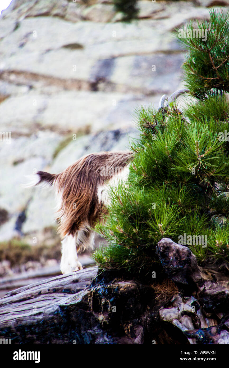 Cliff of the goats hi-res stock photography and images - Alamy
