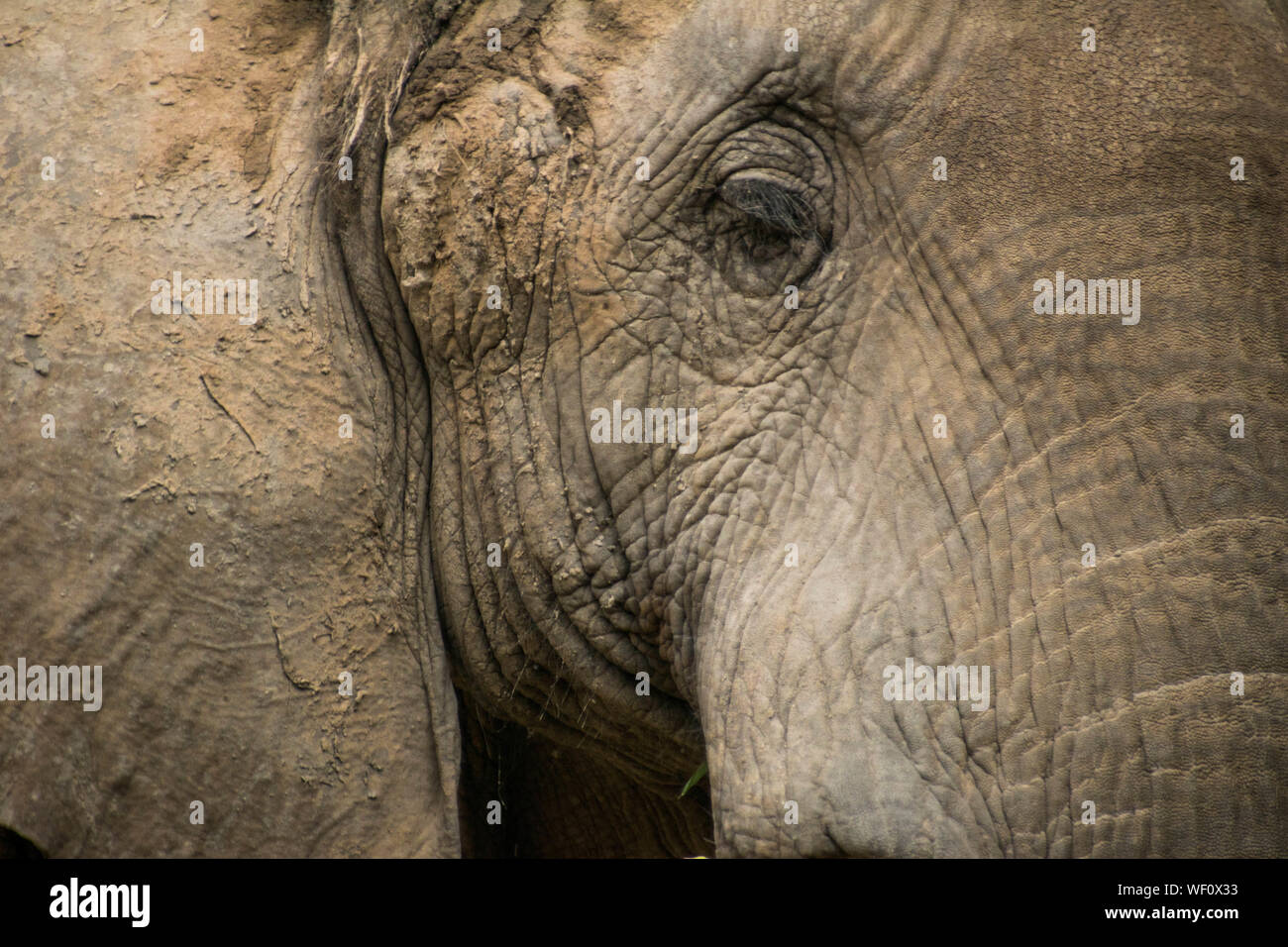Cartoon cute baby elephant hi-res stock photography and images - Alamy
