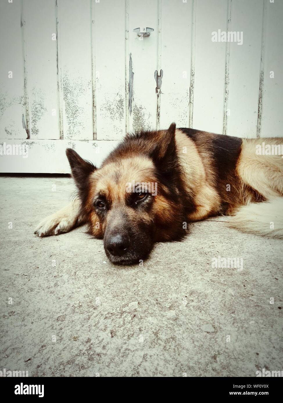 Portrait alsatian hi-res stock photography and images - Alamy