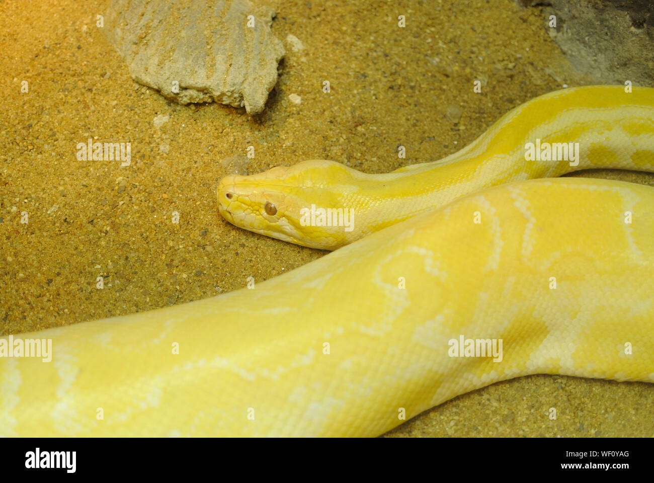 Burmese Python Close Up High Resolution Stock Photography and Images ...