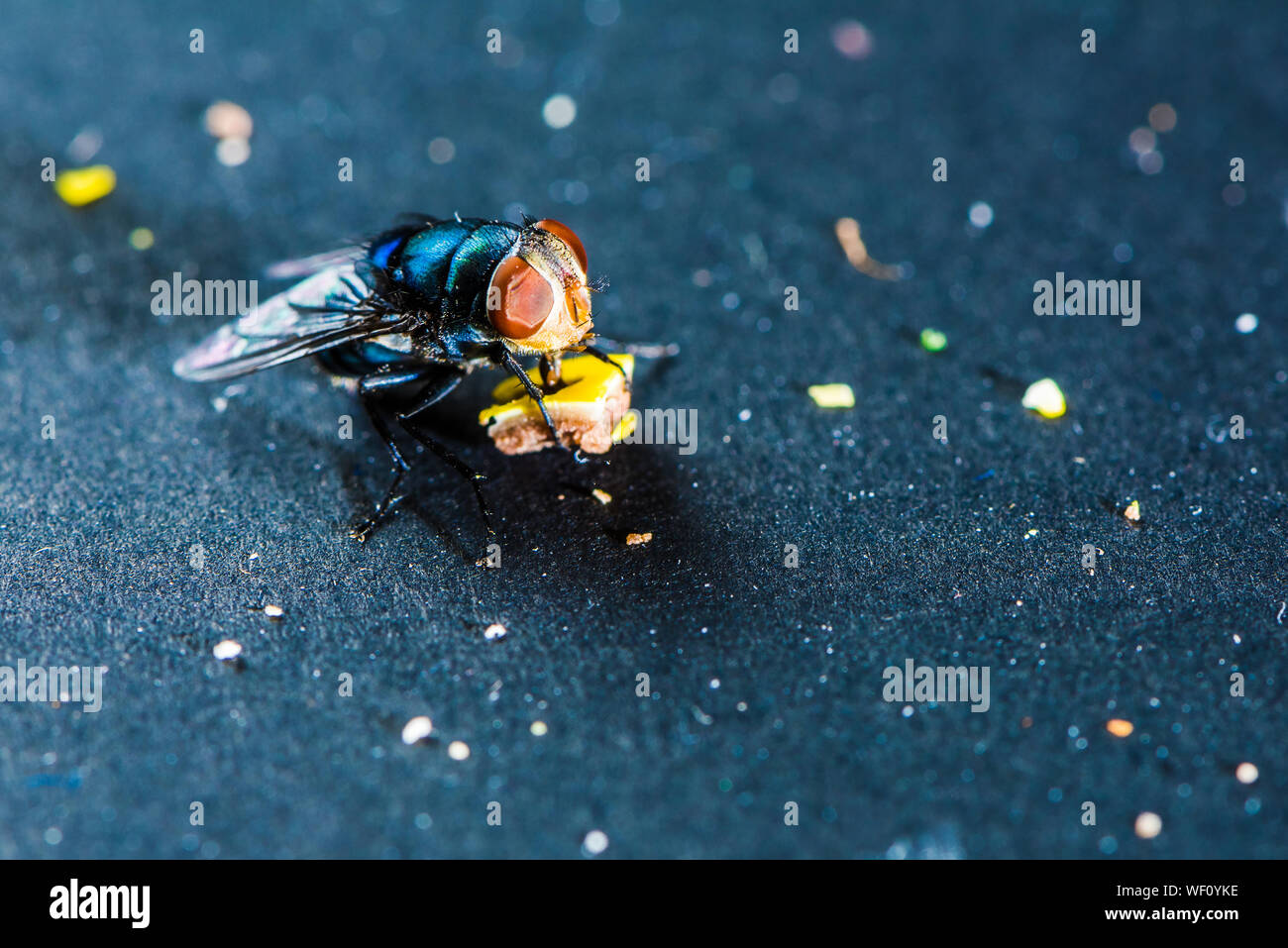 Blow Fly High Resolution Stock Photography and Images - Alamy