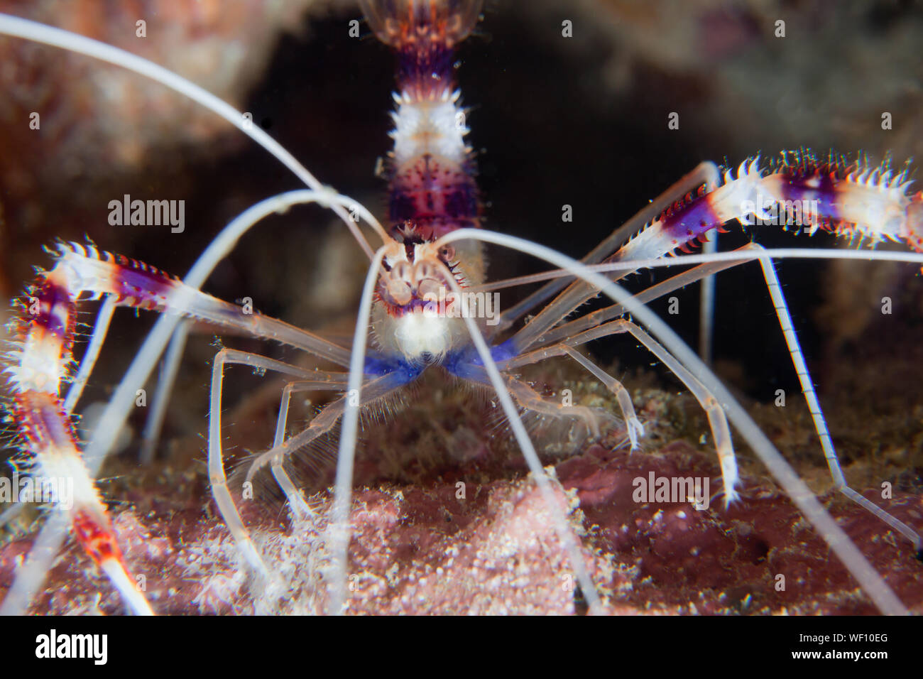 Water spider underwater hi-res stock photography and images - Alamy