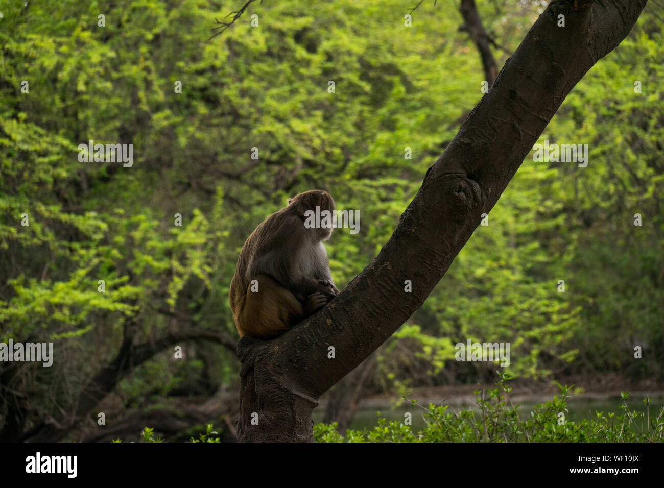 Moneky in a tree hi-res stock photography and images - Alamy