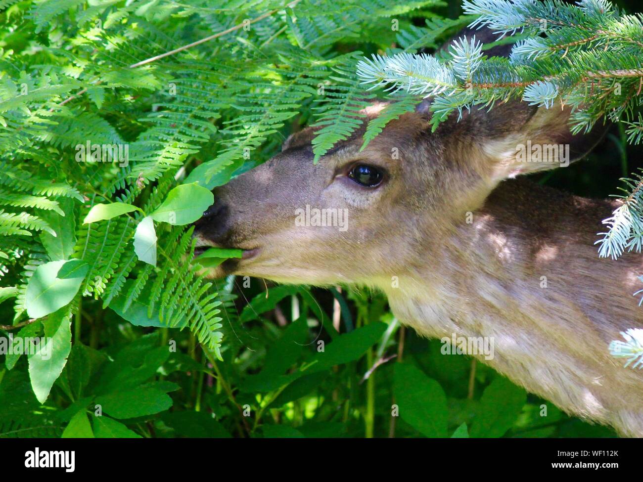 Dear green hi-res stock photography and images - Alamy