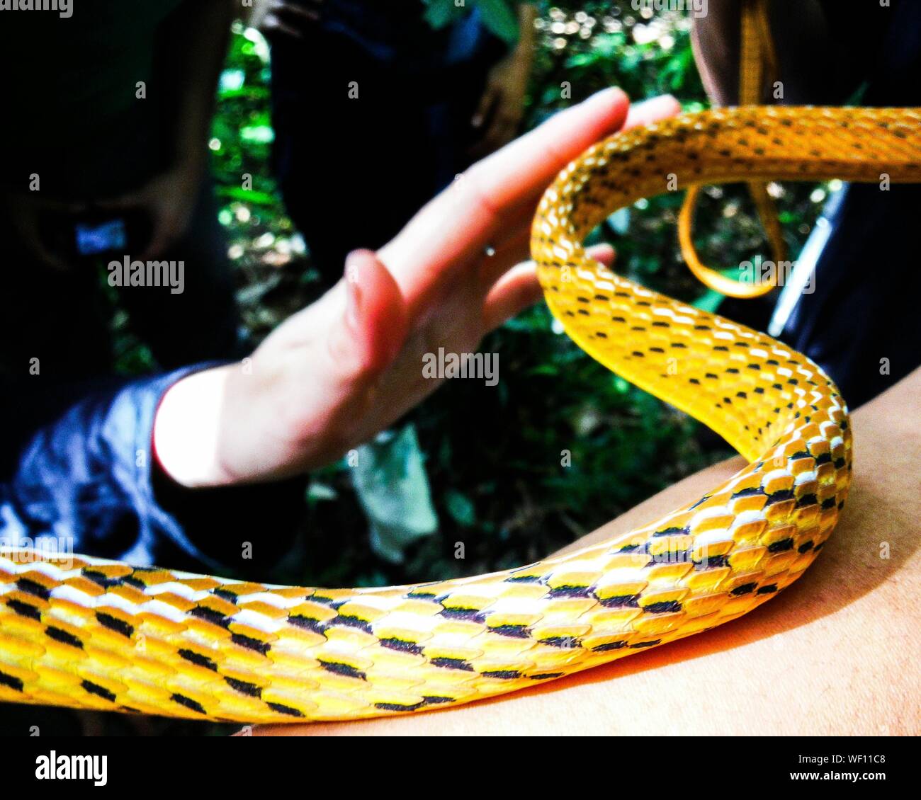 Khao yai national park hi-res stock photography and images - Alamy