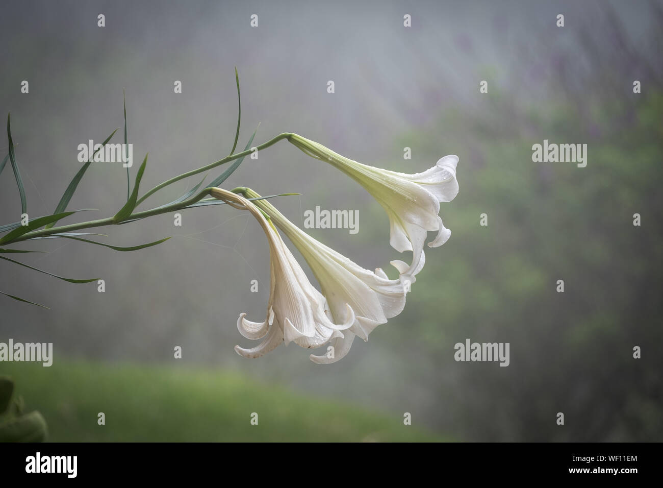 White trumpet tree hi-res stock photography and images - Alamy