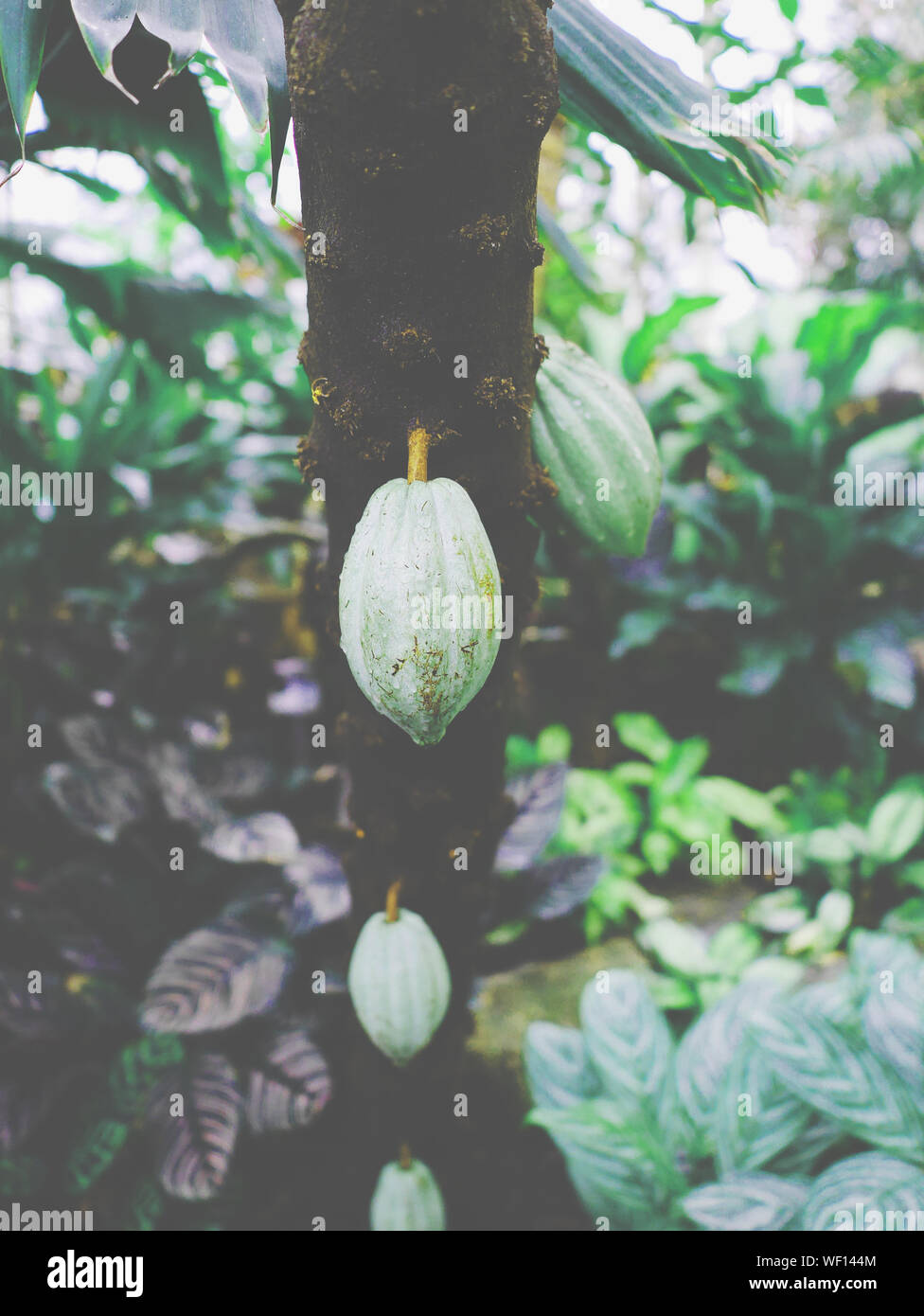 Cacao Tree High Resolution Stock Photography and Images - Alamy