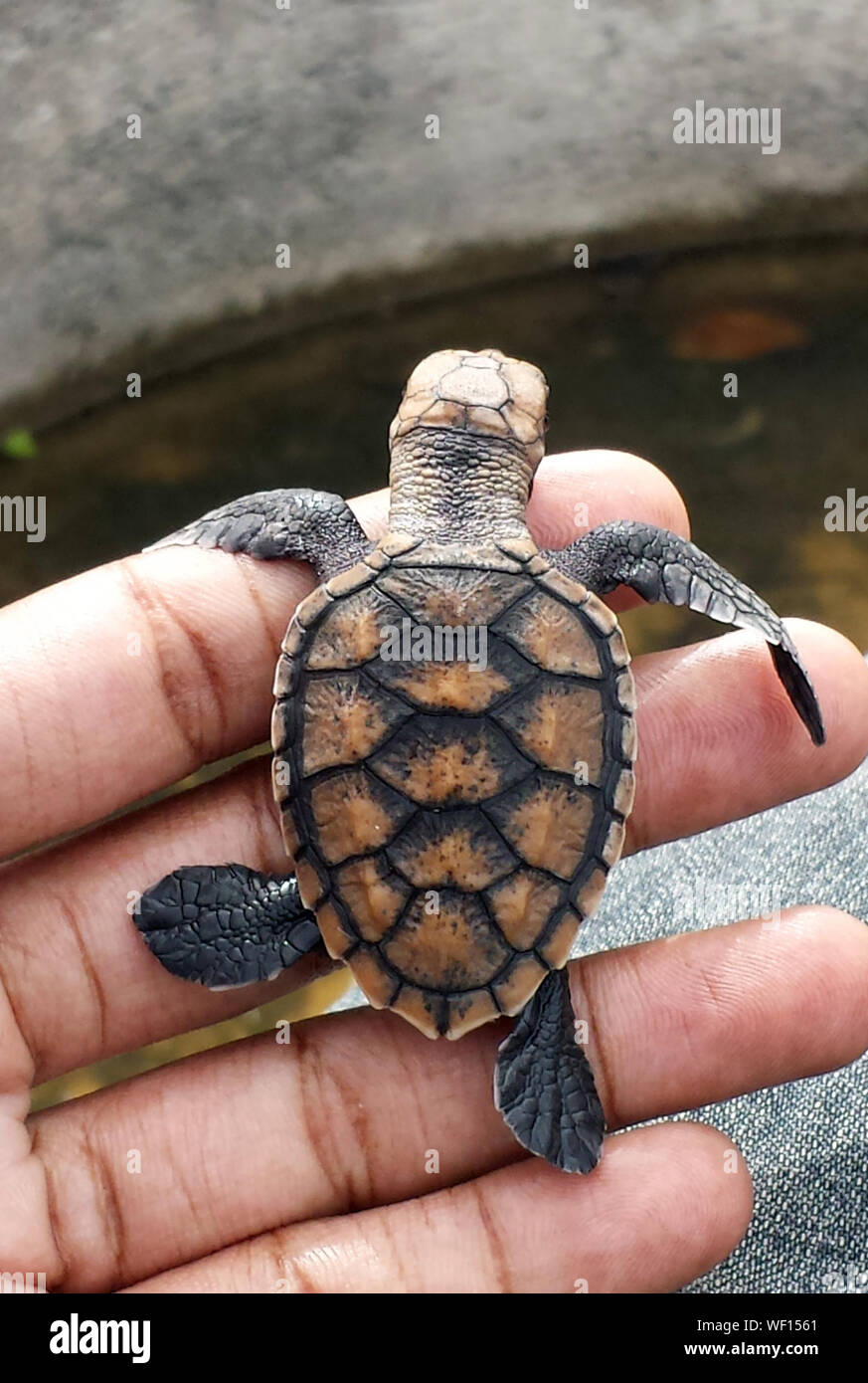 Hand holding turtle hi-res stock photography and images - Alamy
