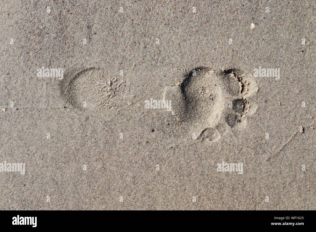 Beautiful detailed footprints in the sand at the beaches of the baltic ...