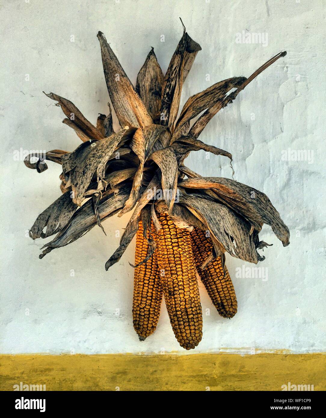 Corn comb hi-res stock photography and images - Alamy