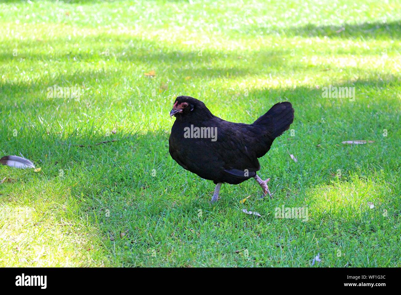 One black chicken grass hi-res stock photography and images - Alamy