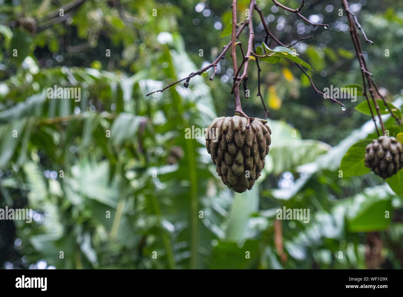 Custard Apple growing in Costa Rica Stock Photo - Alamy