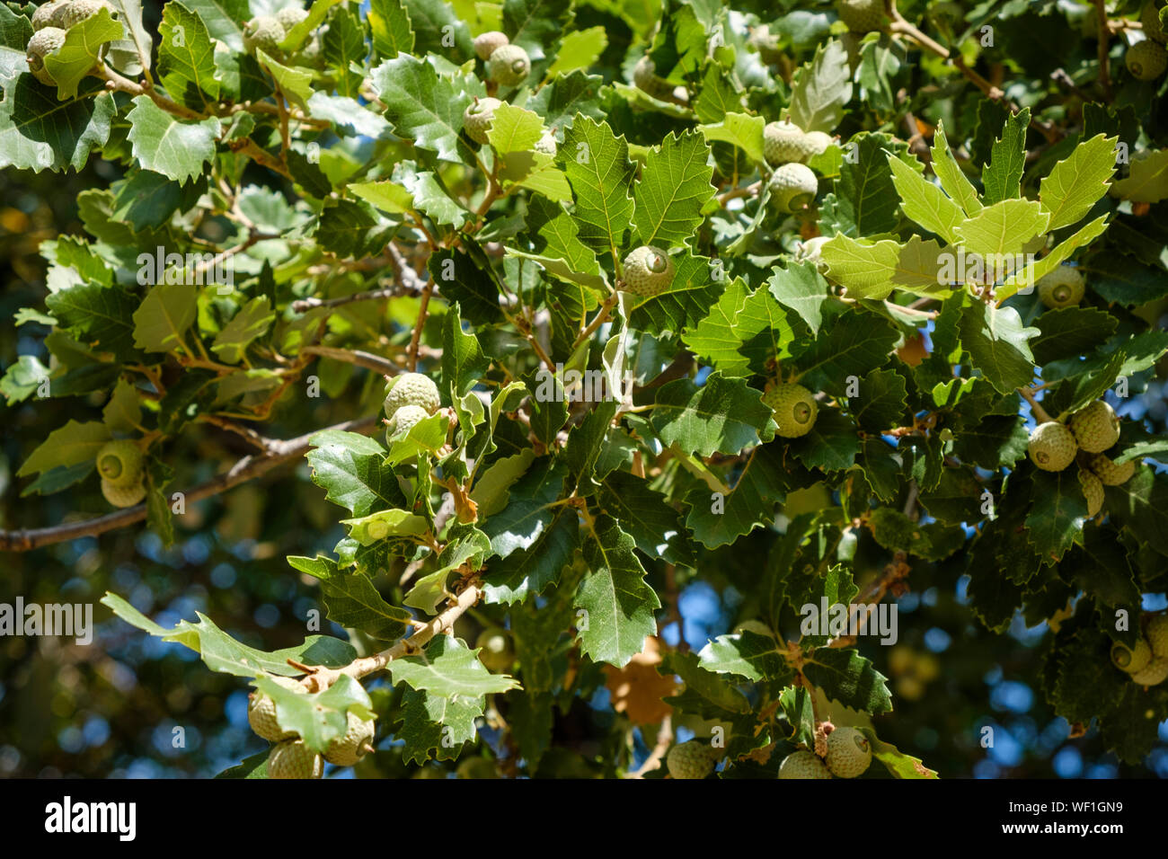 Detail of an Evergreen Oak (Quercus Ilex) with the growing acorn fruit ...