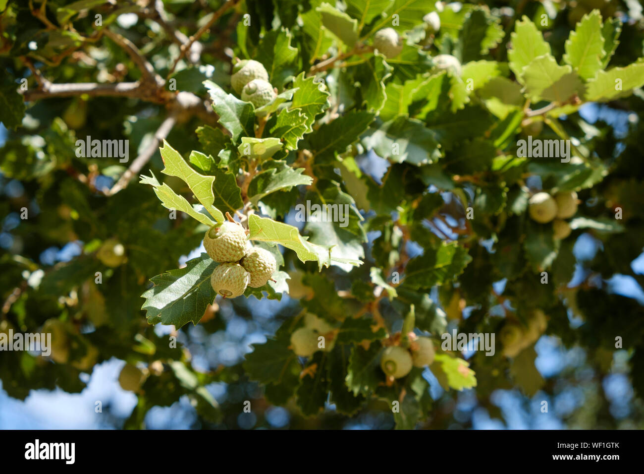 Evergreen oak quercus ilex hi-res stock photography and images - Alamy