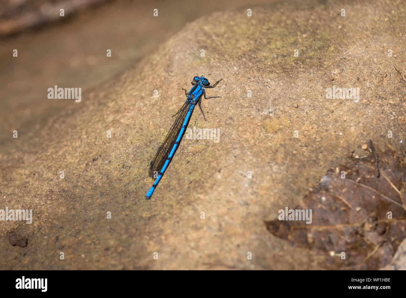 Coenagrionidae Narrow Winged