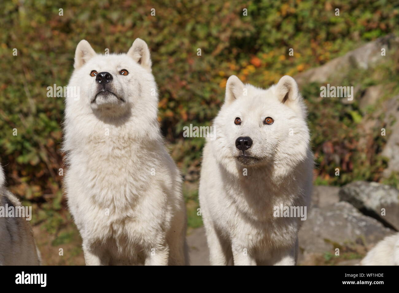 Arctic Wolves High Resolution Stock Photography and Images - Alamy