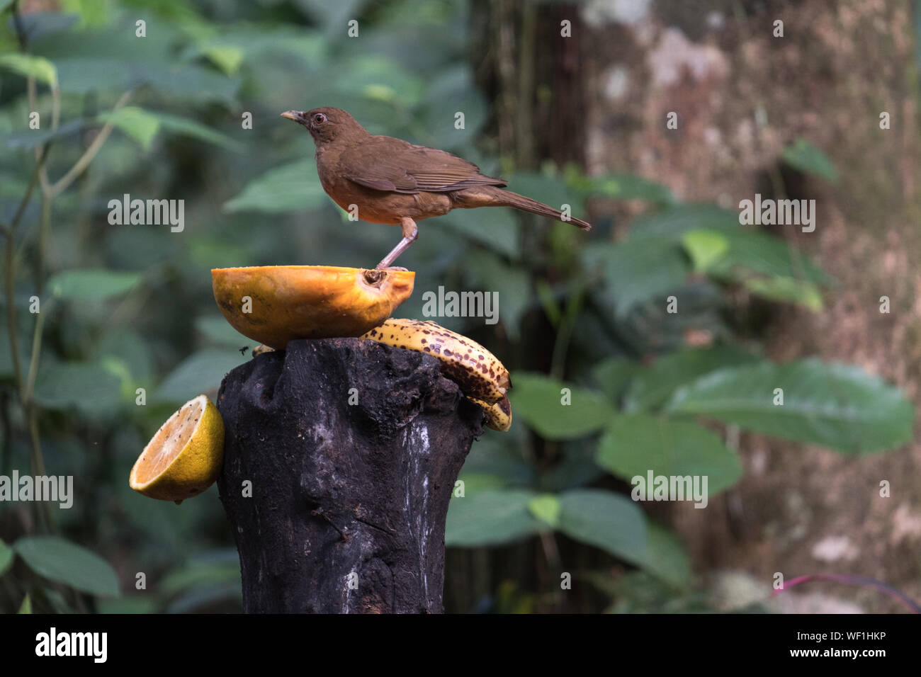 Bird eating fruit tree hi-res stock photography and images - Alamy