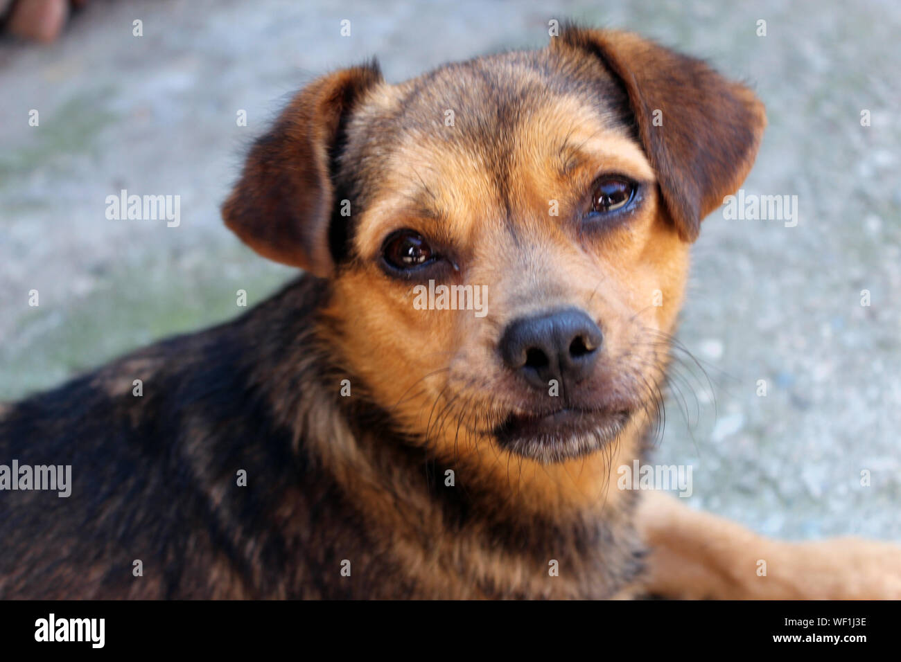 Single dog watching hi-res stock photography and images - Alamy