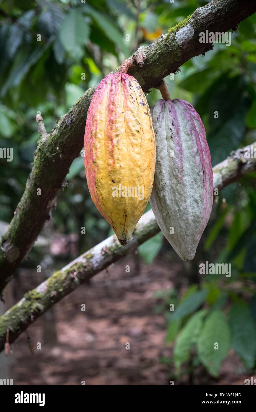 Cacao tree rainforest hi-res stock photography and images - Alamy