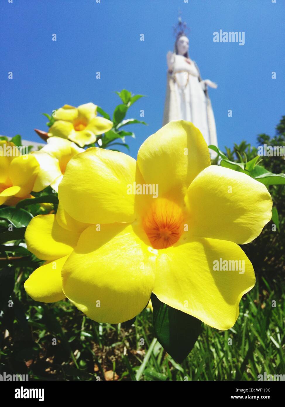 Golden Trumpet Flower High Resolution Stock Photography and Images - Alamy
