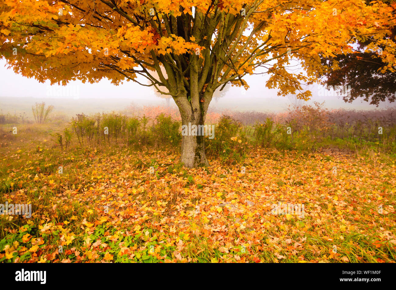 Lone maple tree during fall foliage, Stowe Vermont, USA Stock Photo - Alamy