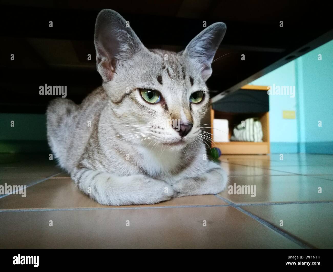 Cat under bed hi-res stock photography and images - Alamy