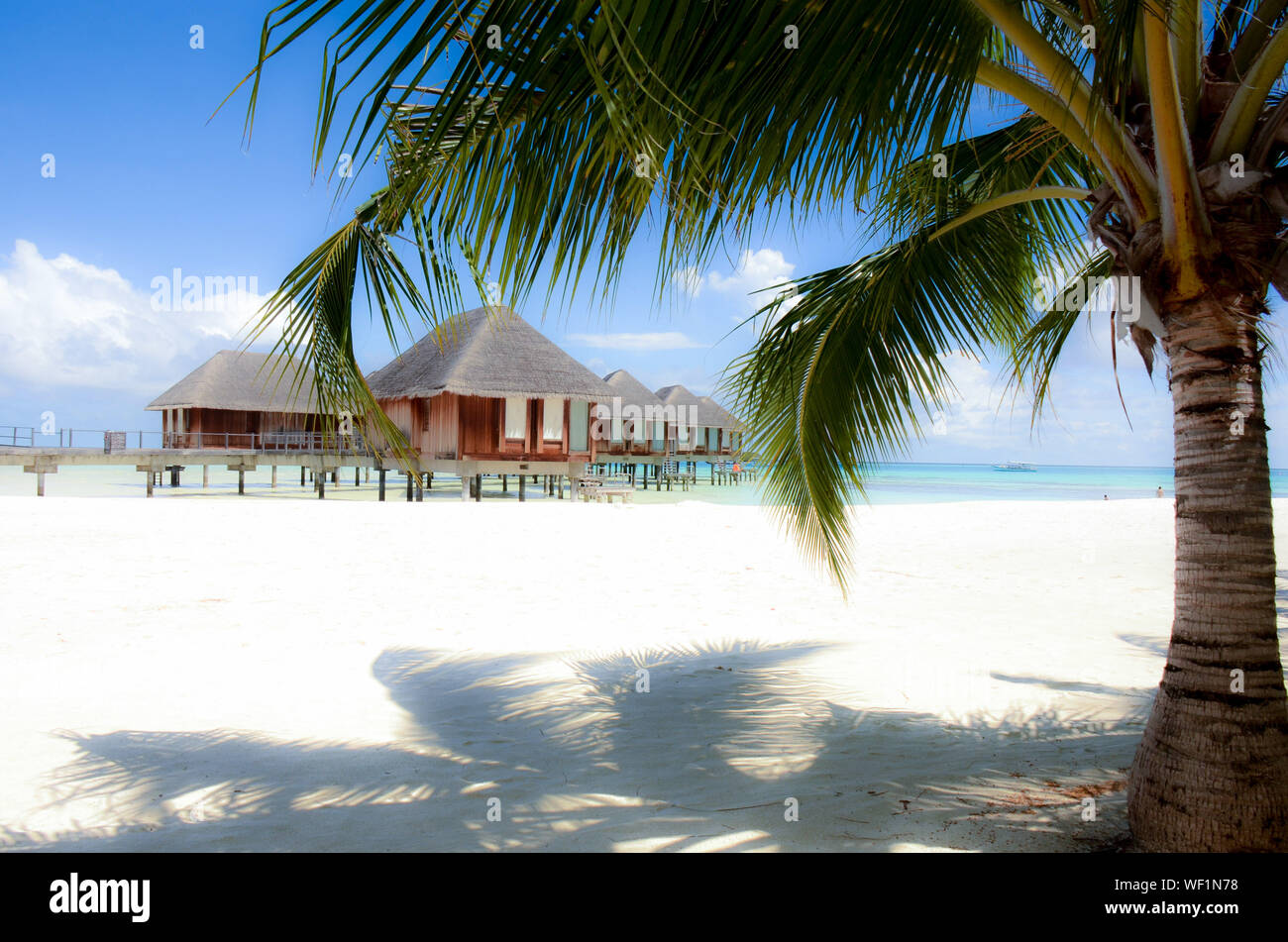 Stilt Tree High Resolution Stock Photography and Images - Alamy