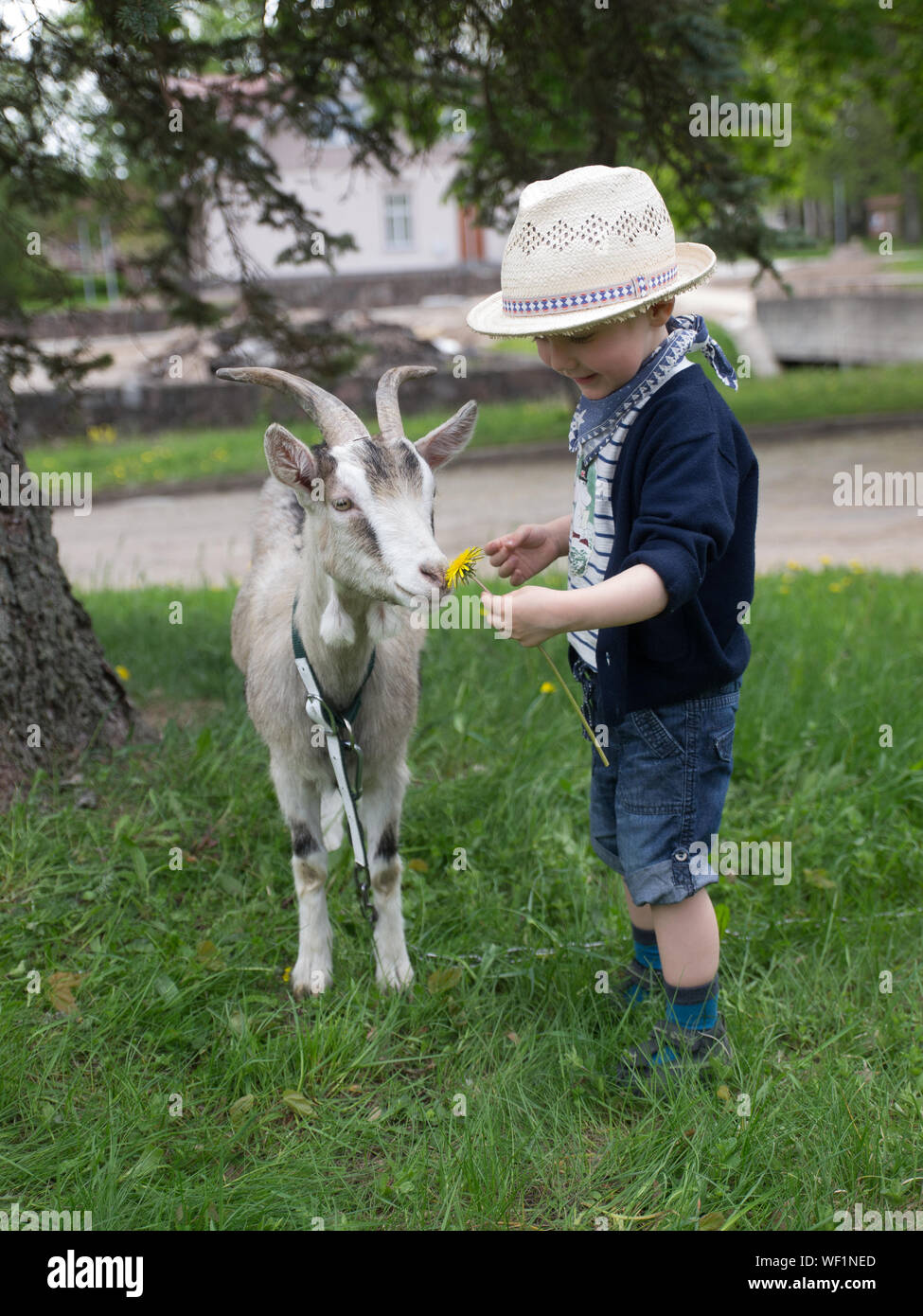 Boy and a goat hi-res stock photography and images - Alamy