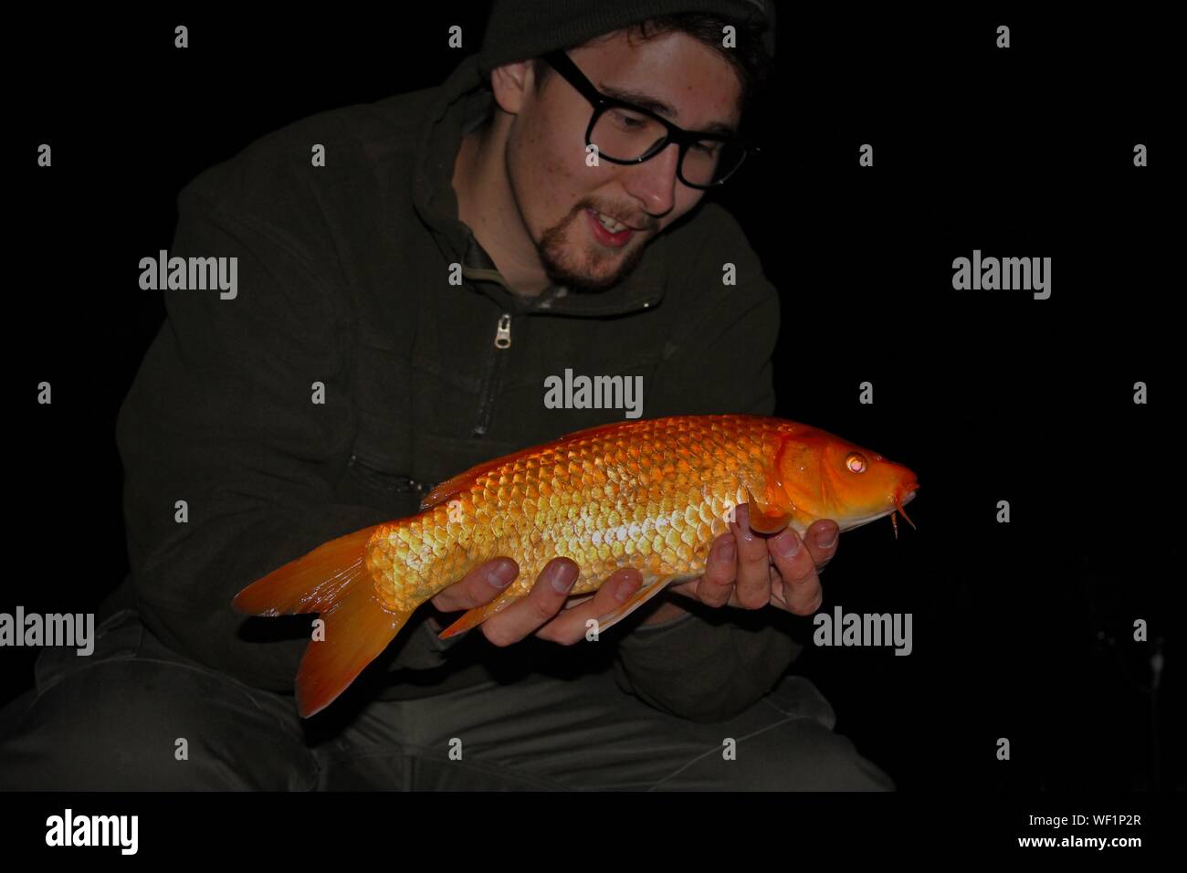 Adult goldfish hi-res stock photography and images - Alamy