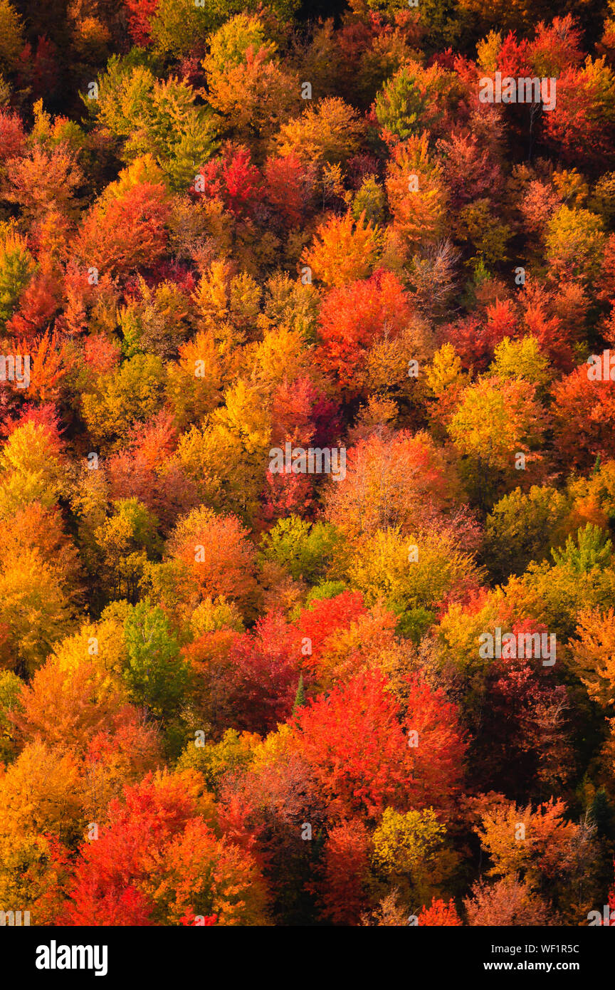 Aerial view of fall foliage, Stowe, Vermont, USA Stock Photo - Alamy