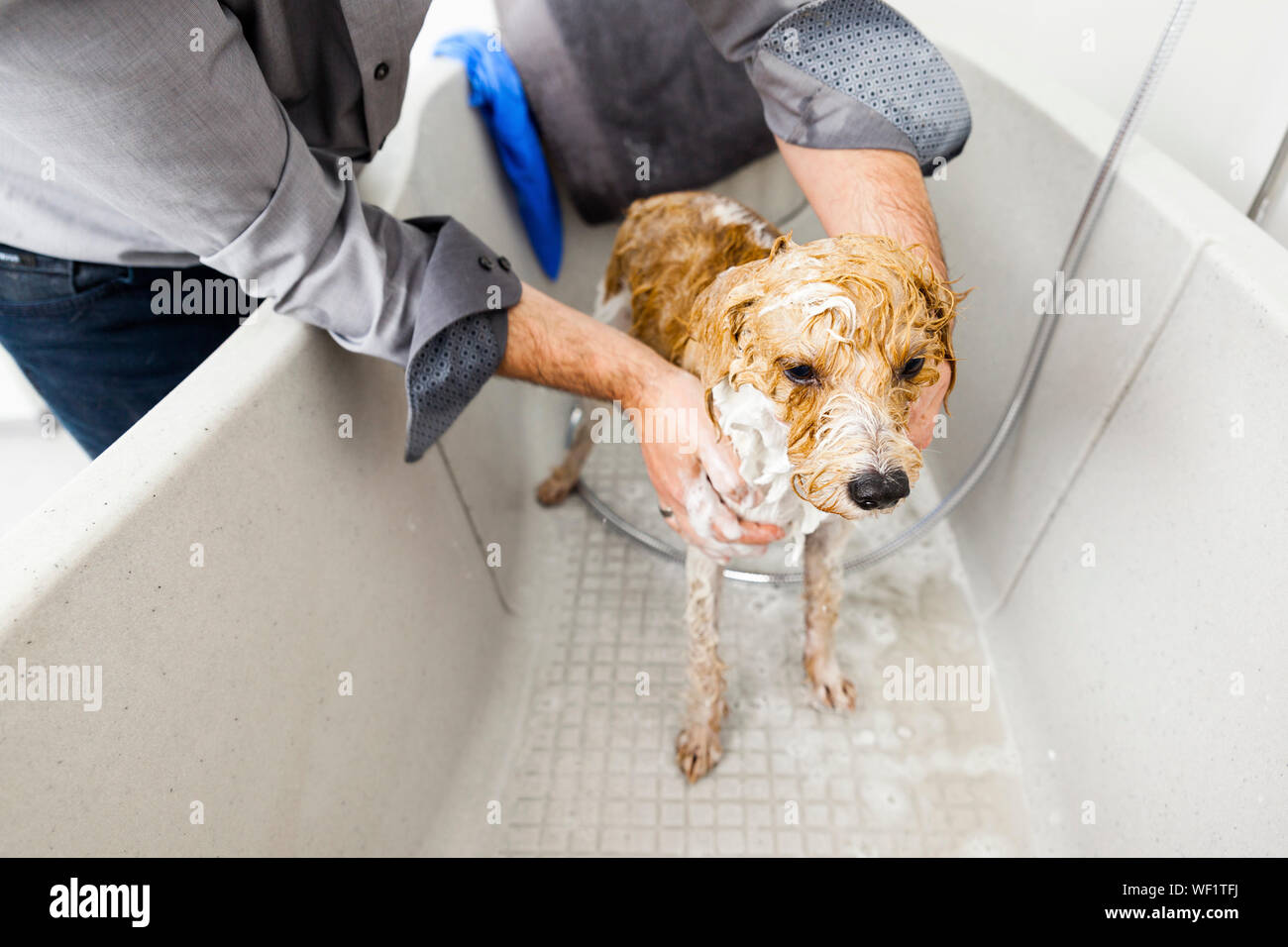 Grooming dog hi-res stock photography and images - Alamy