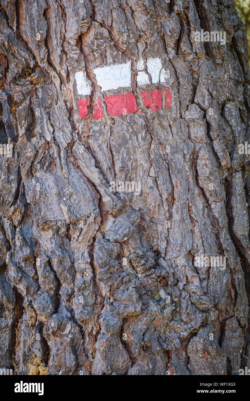 GR (white and red stripes) footpath mark on a tree showing the right ...