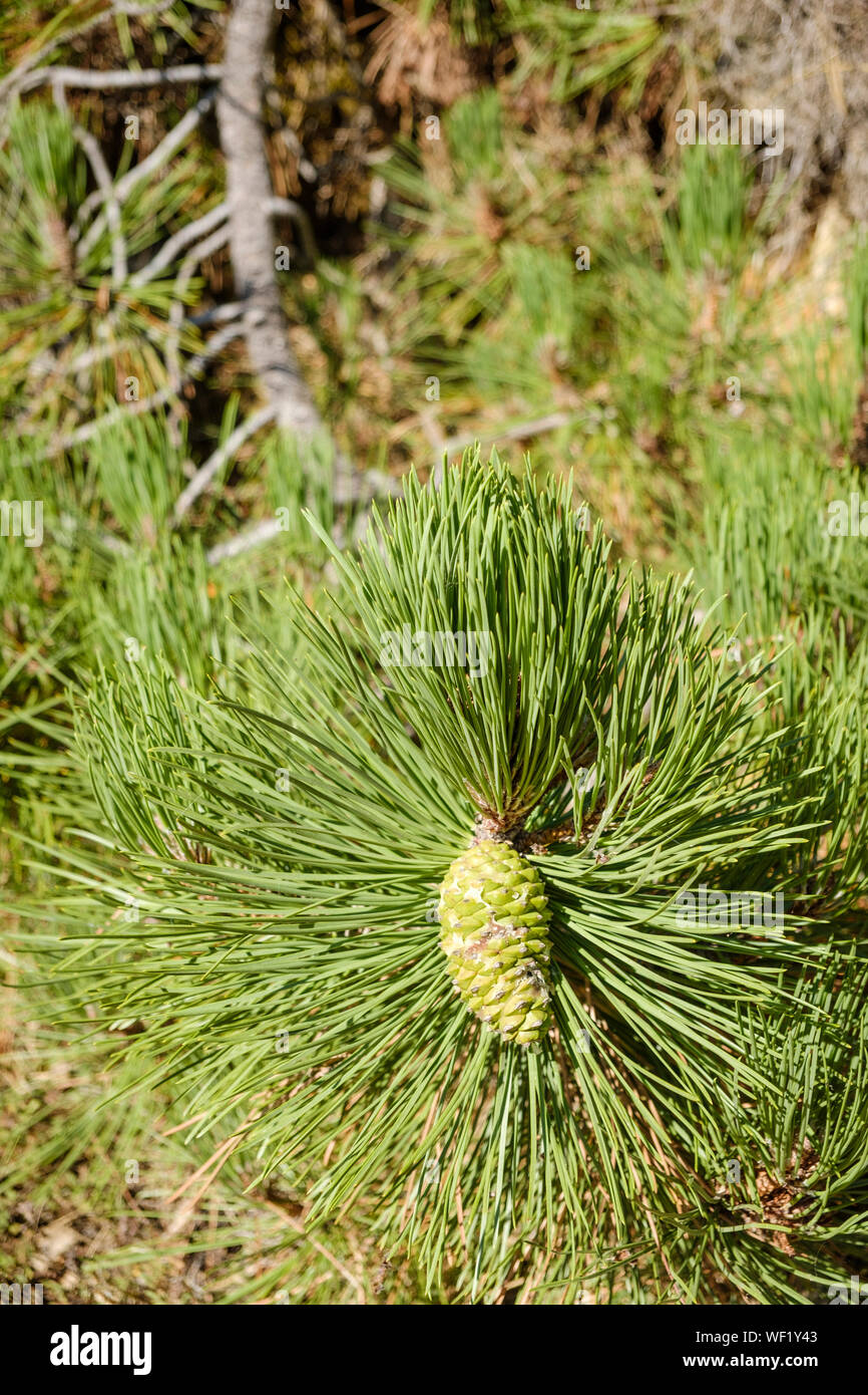 Pine cone (Pinus pinea), Spain Stock Photo - Alamy