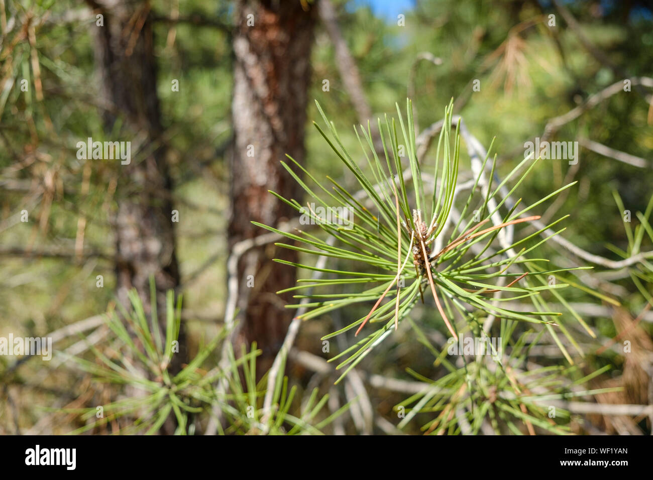 Detail of Pine leaves (Pinus pinea), Spain Stock Photo - Alamy