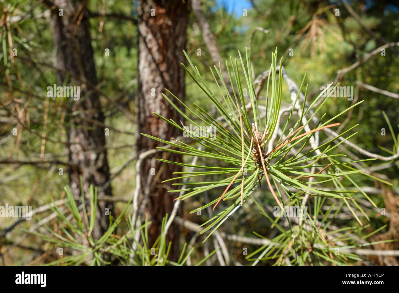 Detail of Pine leaves (Pinus pinea), Spain Stock Photo - Alamy