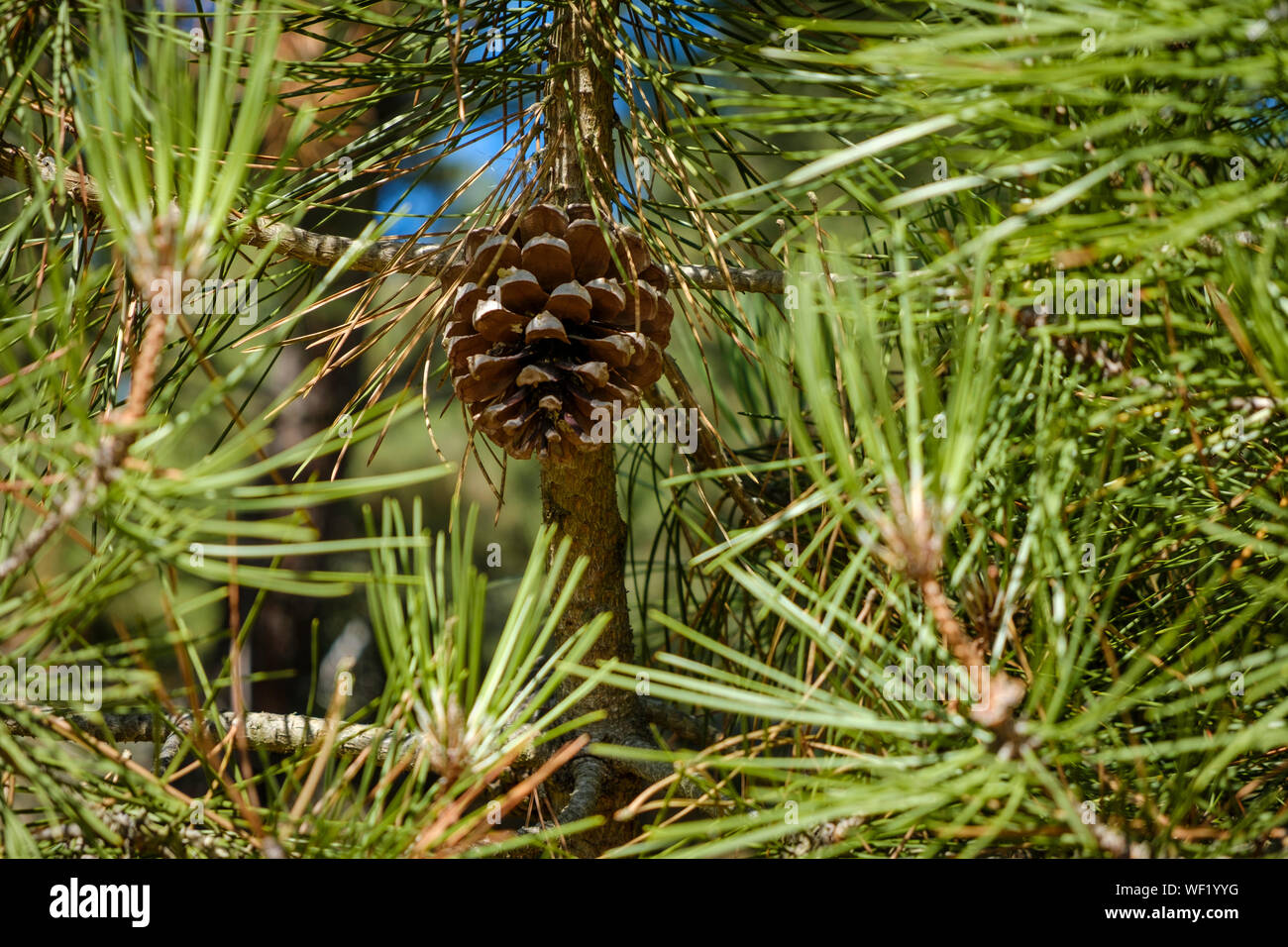 Pine cone (Pinus pinea), Spain Stock Photo - Alamy