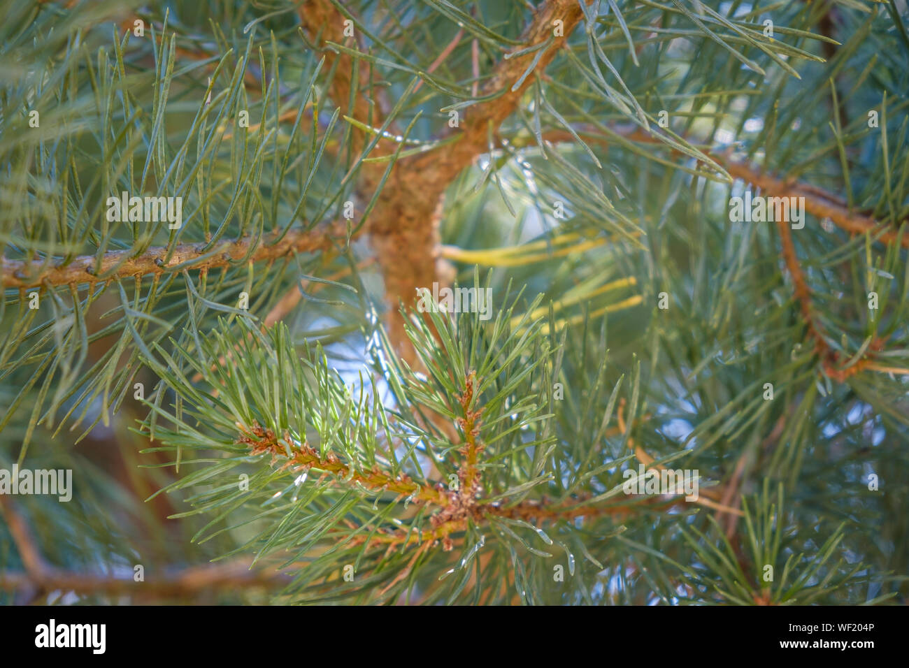 Detail of Pine leaves (Pinus pinea), Spain Stock Photo - Alamy