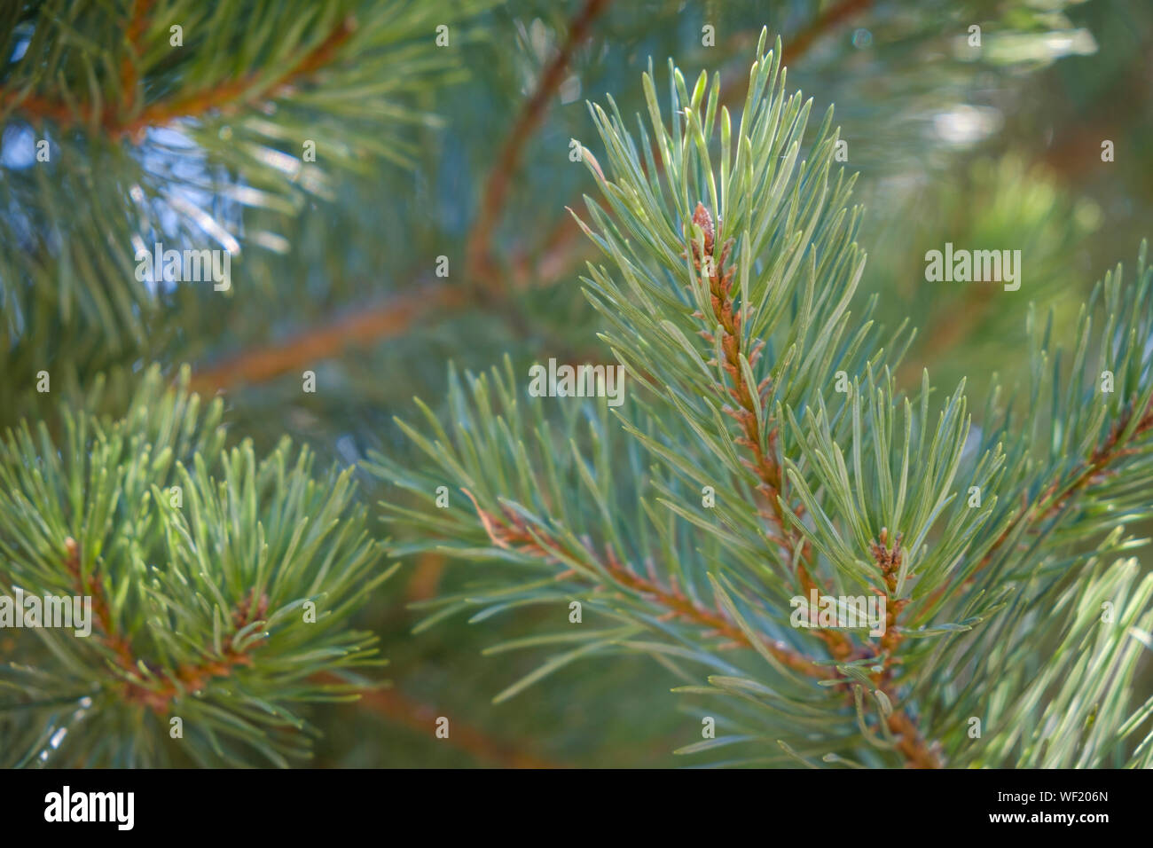Detail of Pine leaves (Pinus pinea), Spain Stock Photo - Alamy