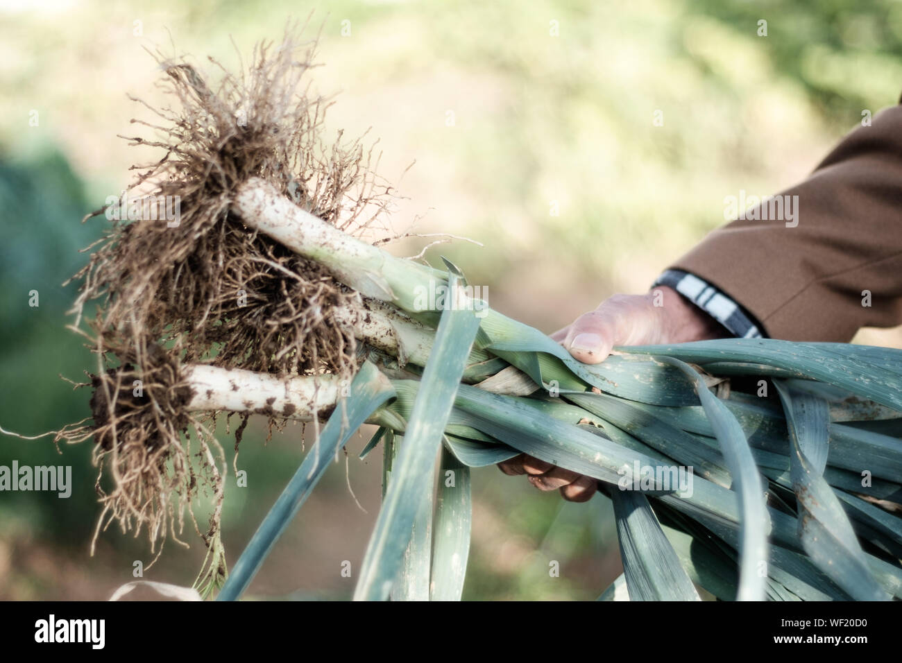 Man holding leek hi-res stock photography and images - Alamy