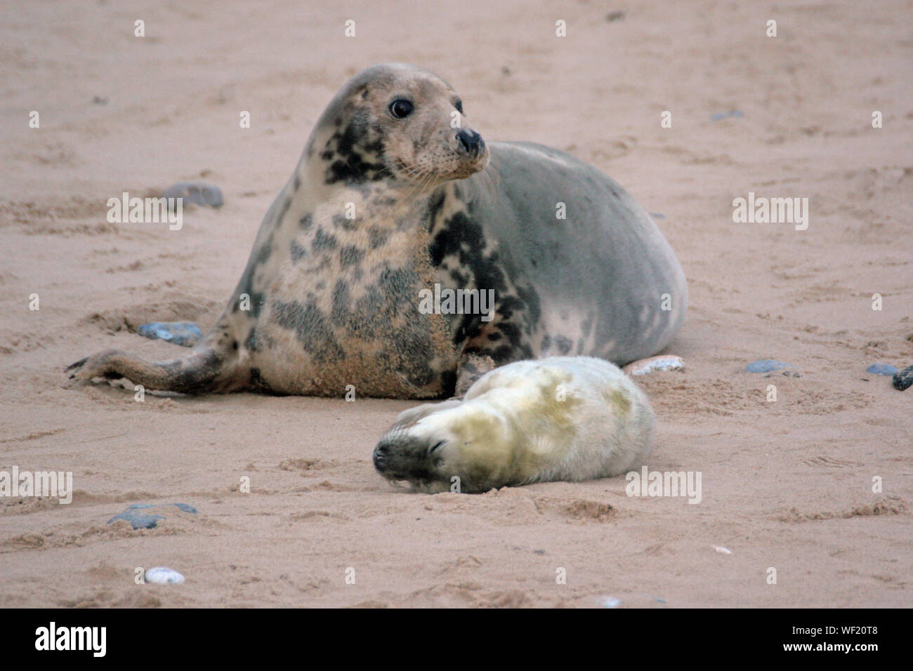 Two seals on beach hi-res stock photography and images - Alamy