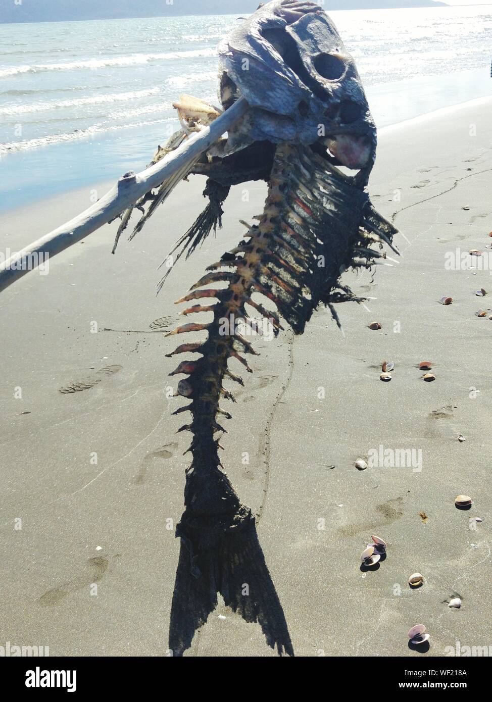 Fish skeleton hi-res stock photography and images - Alamy