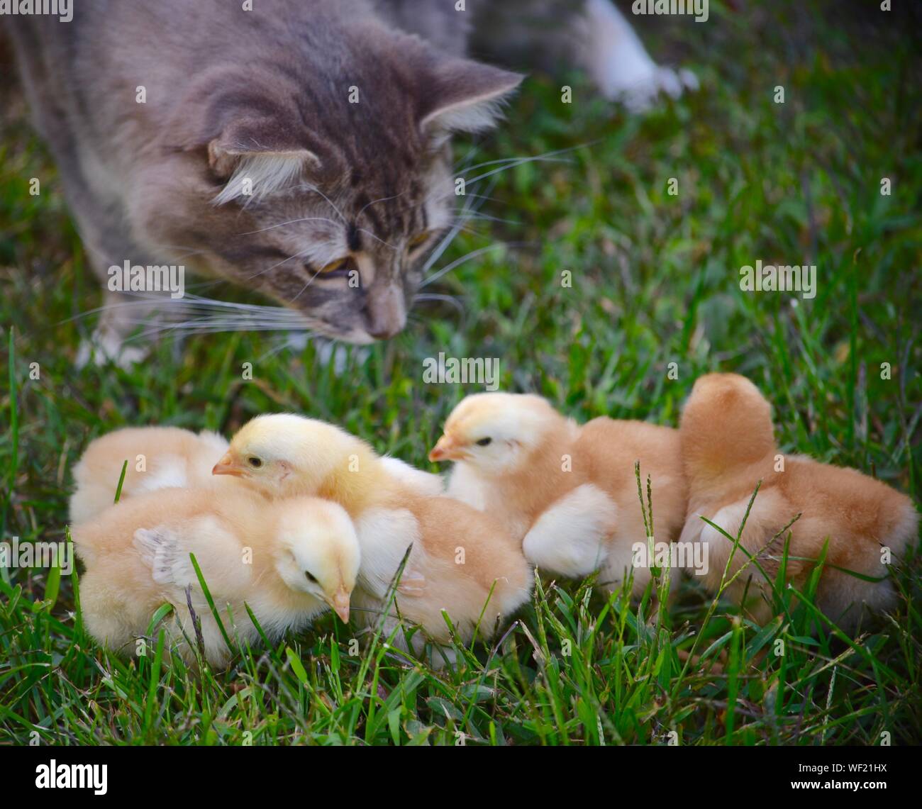 Baby looking at cat hi-res stock photography and images - Alamy