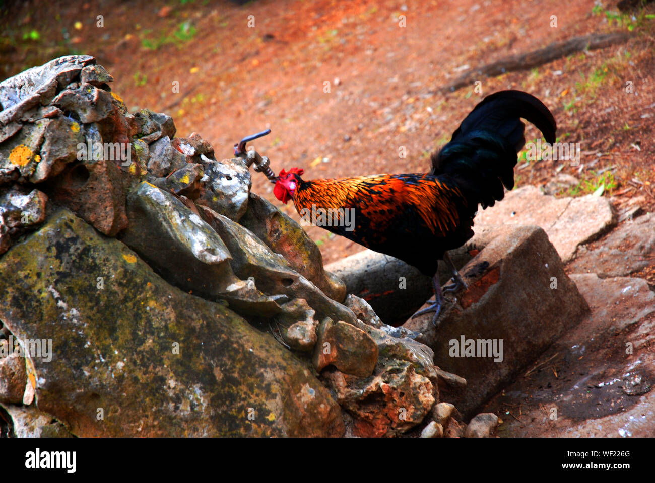Chicken Drinking Water High Resolution Stock Photography and Images - Alamy