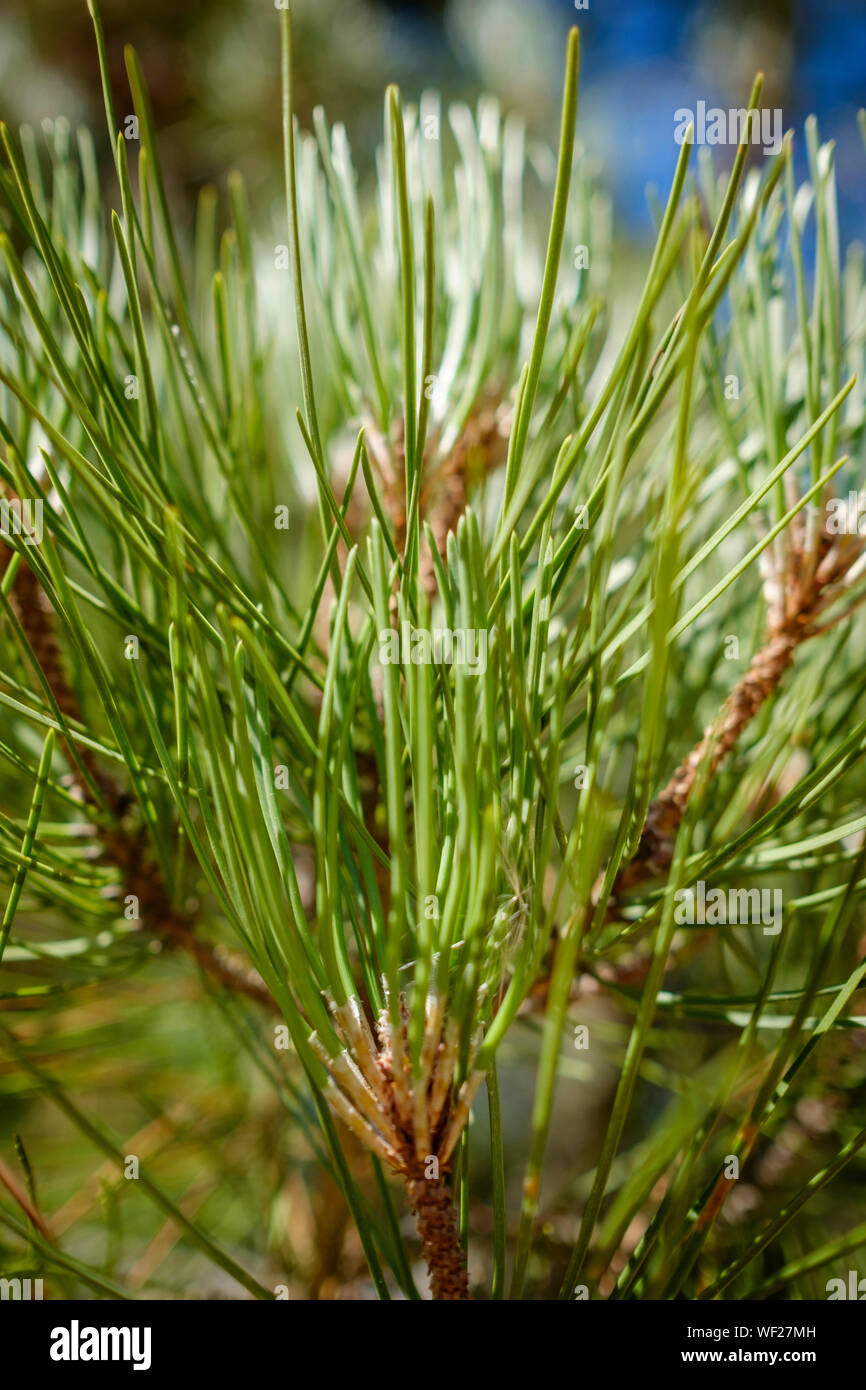 Detail of Pine leaves (Pinus pinea), Spain Stock Photo - Alamy
